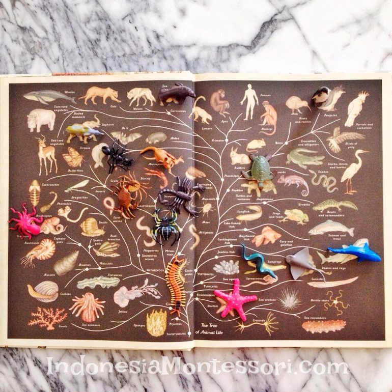 The Tree of Animal Life – IndonesiaMontessori.Com
